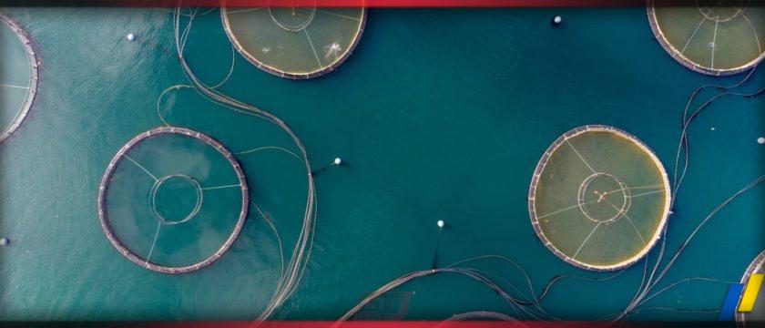 Ukraine Launches Mariculture in the Dry Estuary: A New Opportunity for ...